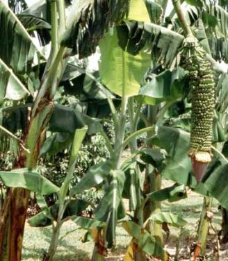 Banana plant, Banana trees, banana plants, banana trees, bananas ...